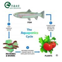 China Vegetable Fruits Flowers Aquaponics System Multi-Span Agricultural Greenhouses Yield for sale