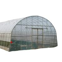 China Single-Span Agricultural Greenhouses with Film Cover The Perfect Growing Environment for sale