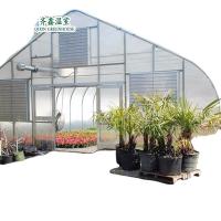 China Commercial Film Covered Single Tunnel Greenhouse for Maximizing Agricultural Output for sale