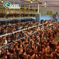 China Large Double Layer Chicken Farm Multi-Span Film Greenhouse Customizable Size for sale