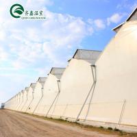 China Commercial Film Covered Single Tunnel Greenhouse for Maximizing Agricultural Output for sale