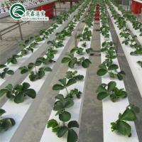 China Boost Potato Harvest Large Plastic Pipes Multi-Span Agricultural Greenhouses for sale