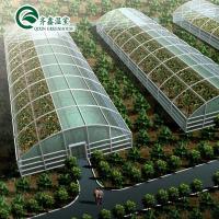 China Single Span Greenhouse Mushroom Growing Equipment Covered with Transparent Plastic Film for sale
