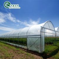 China Single Span Greenhouse Mushroom Growing Equipment Covered with Transparent Plastic Film for sale