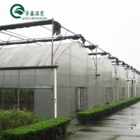 China Large Steel Greenhouse Structure Shed Design With 150/200micro PE Film Covering for sale