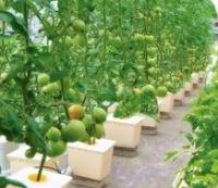 China Multi-Span Agricultural Greenhouses with PO Film Redefining Indoor Hydroponic Systems for sale