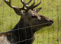 China HT13/190/15 High Tensile 190cm X 100m Galvanized Steel Deer Fence Twill Weave for sale