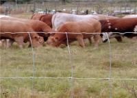 China Galvanized High Tensile Livestock Wire Cattle Fencing 50m 100m Length for sale