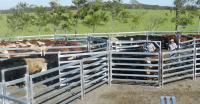 China Heavy Duty Galvanized Stainless 1.8mx2.1m Cattle Yard Panel for Ranch for sale