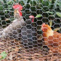 China 50m Roll Galvanized Steel Wire Chicken Mesh Netting Hexagonal Mesh Wire Netting for sale