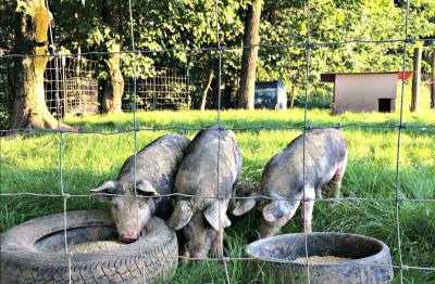 China In Stock Livestock Knot Field Cattle Fence Pig Fence Proof Fencing for sale for sale