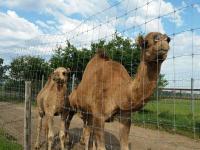 China In Stock Livestock Knot Field Cattle Fence Pig Fence Proof Fencing for sale for sale