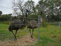 China In Stock Livestock Knot Field Cattle Fence Pig Fence Proof Fencing for sale for sale