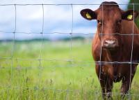 China Corrosion Resistant 3ft Tall Wire Cattle Fencing For Farm for sale