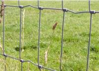 China 100g/M2 Zinc Coated Hinge Joint Fence , 1m High Galvanized Cattle Fence for sale