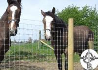 China Hinge joint 50kgs/M2 50m Length Wire Cattle Fencing For Farm for sale