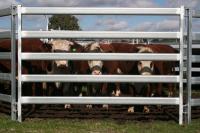 China Powder Coated 5 Rails Heavy Duty Cattle Panel With Round Pipe for sale