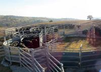 China Q235 Steel Cattle Yard Panels , 1.6x2.1m Portable Horse Stall Panels for sale