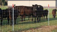 China Waterproof 2mm Diameter Wire Cattle Metal Fence Panels With Sqaure Hole for sale