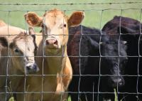 China 90cm Height Hot Dip Galvanized Farm Wire Fencing For Cattle for sale