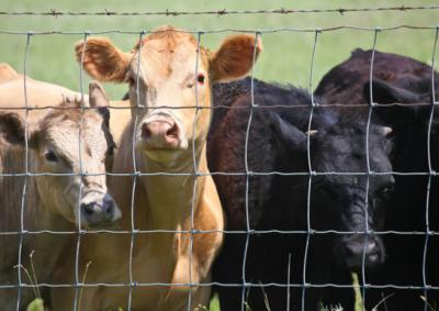 China 90cm Height Hot Dip Galvanized Farm Wire Fencing For Cattle for sale