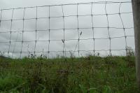 China Galvanized Fixed Knot Wire Mesh 2.0mm Metal Farm Fence For Deer Cattle Horse for sale