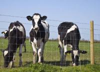China 1.5m Height Wire Cattle Fencing Galvanized Heavy Duty for sale