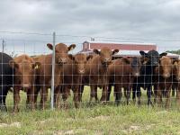China 1.5m Height Wire Cattle Fencing Galvanized Heavy Duty for sale