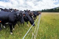 China 2.8mm Diameter Wire Cattle Fencing , CE Grassland Fence for sale