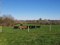 China 90cm Height Hot Dip Galvanized Farm Wire Fencing For Cattle for sale