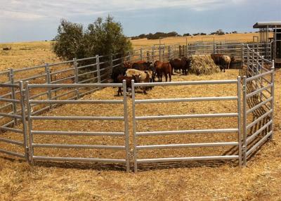 China Round Pipe Steel Cattle Fence Panels , 6ftx7ft Galvanized Corral Panels for sale