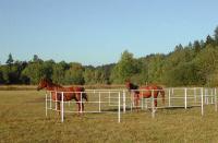 China Mobile Rot Proof 1.35m Tall Livestock Handling Equipment For horse float for sale
