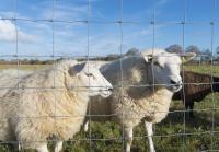 China Galvanized Fixed Knot 1.5mm Mesh Farm Fence For Deer Cattle Horse for sale