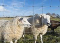 China Farm 330ft Length Roll Galvanized Steel Wire Metal Pasture Fencing 6ft for sale