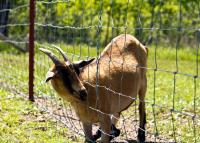 China 4 Ft 5 Ft Livestock Mesh Fencing SGS Certification for sale