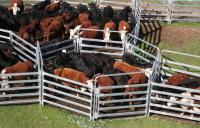 China Wrought Iron Galvanized 50x50mm Tube Heavy Duty Cattle Panel for sale
