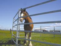 China Welded Metal 40x40mm Tube Heavy Duty Cattle Panel 2.1m Width for sale