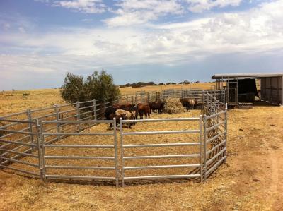 China Galvanized Tube Portable Cattle Panels Livestock Yard 1.8m Height for sale