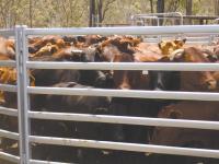 China Galvanized Tube Portable Cattle Panels Livestock Yard 1.8m Height for sale