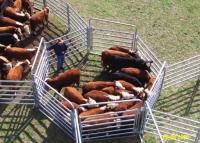 China Galvanized Pipe Fence 1.8x2.1m Welded Wire Horse Panels for sale