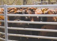 China 1.8m Height Galvanized Tube Heavy Duty Cattle Panel for sale