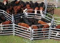 China Oval Tube Galvanized Cattle Panel Australia Standard for sale