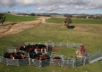 China 1.8m×2.1m Frame Frame 120g/M2 Coating Heavy Duty Cattle Panel for sale