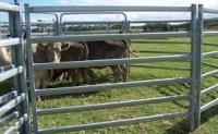 China Livestock Farm Rodent Proof Heavy Duty Cattle Panel 42mm Tube for sale