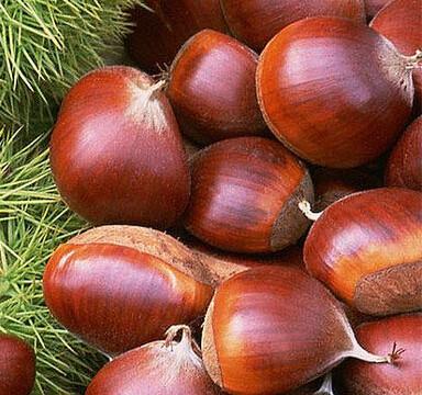 China pure natural chinese chestnut Powder for sale