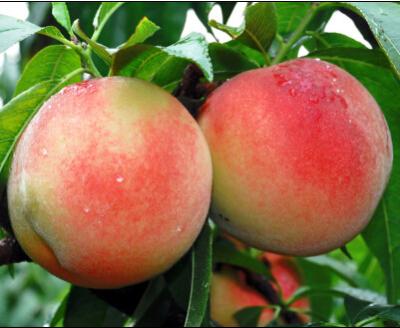 China 100% water-soluble Honey Peach Powder for sale