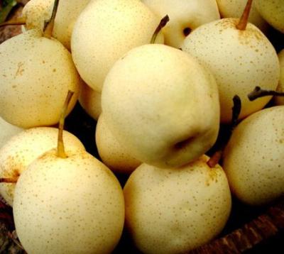 China pure natural Snow Pear Juice Powder/Snow Pear Powder for sale