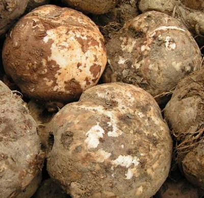 China High quality 60%95% Konjac Extract, Amorphophalms konjac K Koch. for sale
