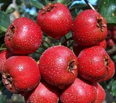 China hawthorn berry extract/ Hawthorn Extract for sale