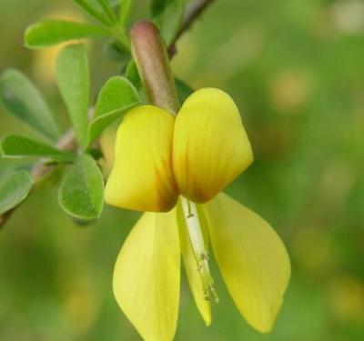 China natural 98% Cytisine for sale